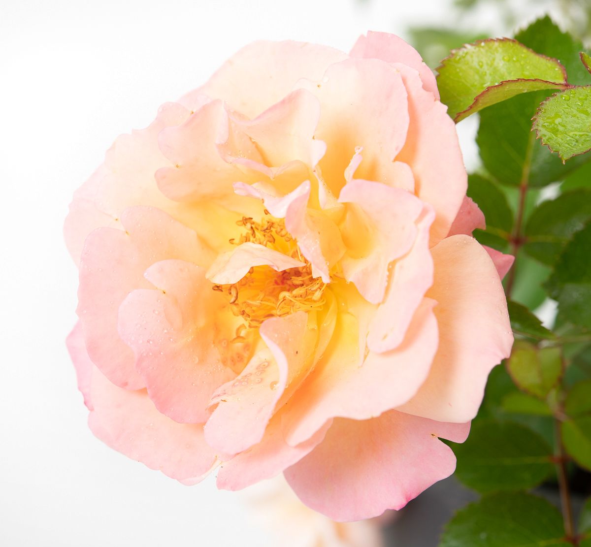 Bodendeckerrose Knirps - Rosa Knirps ® günstig kaufen