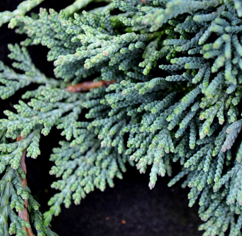 Teppichwacholder Icee Blue - Juniperus horizontalis Icee Blue günstig ...