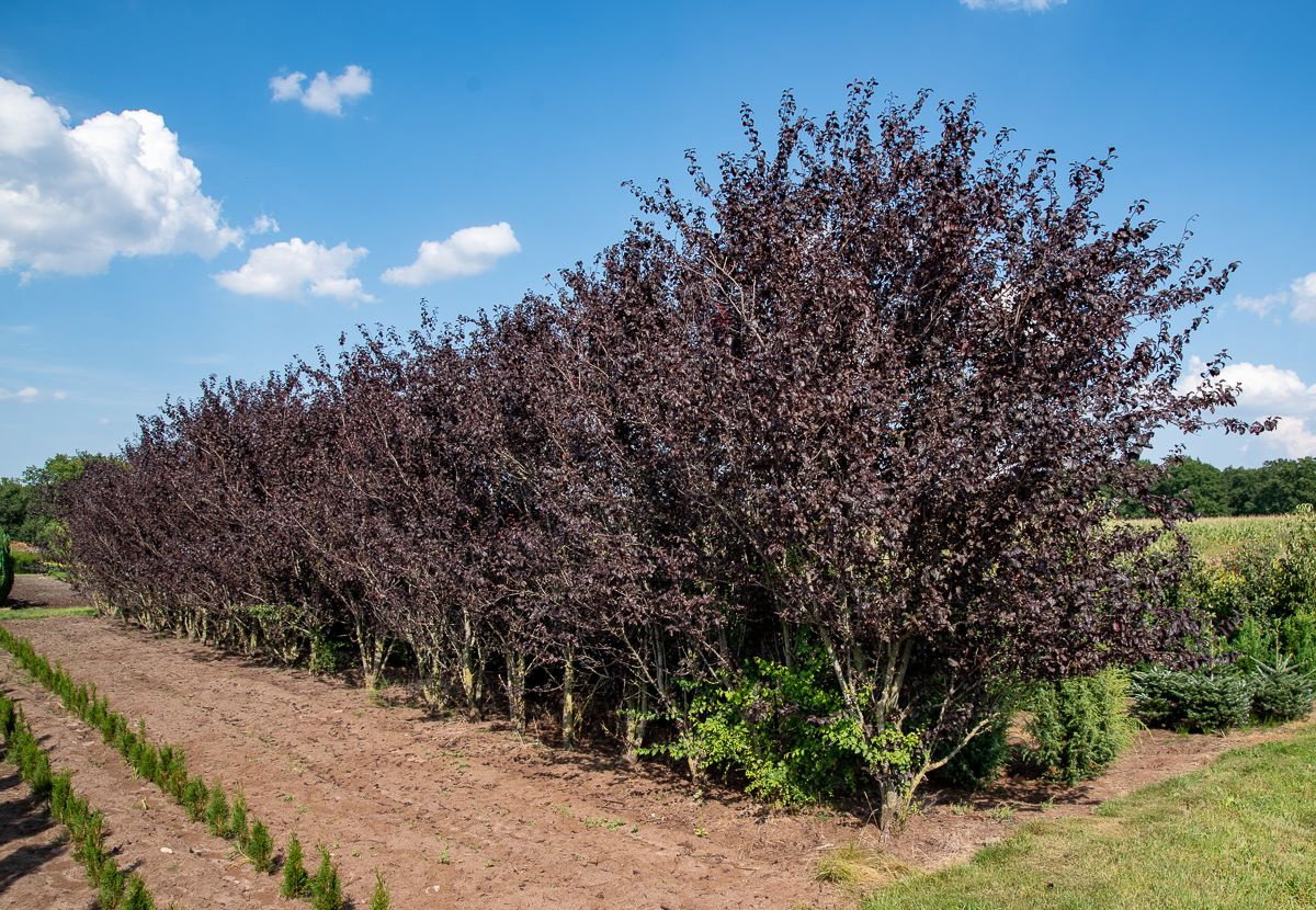 Blutpflaume - Prunus cerasifera Nigra günstig kaufen