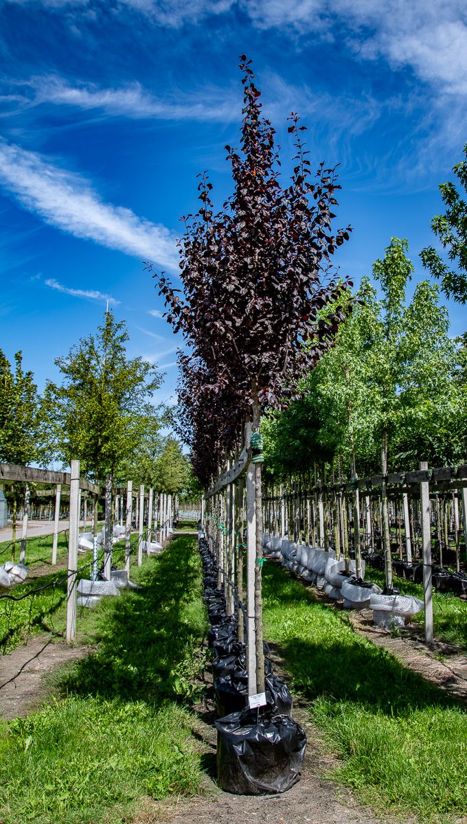 Blutpflaume - Prunus cerasifera Nigra günstig kaufen