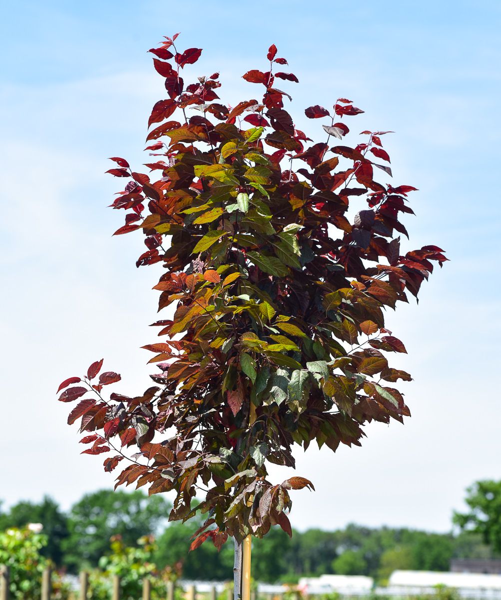 Blutpflaume - Prunus cerasifera Nigra günstig kaufen