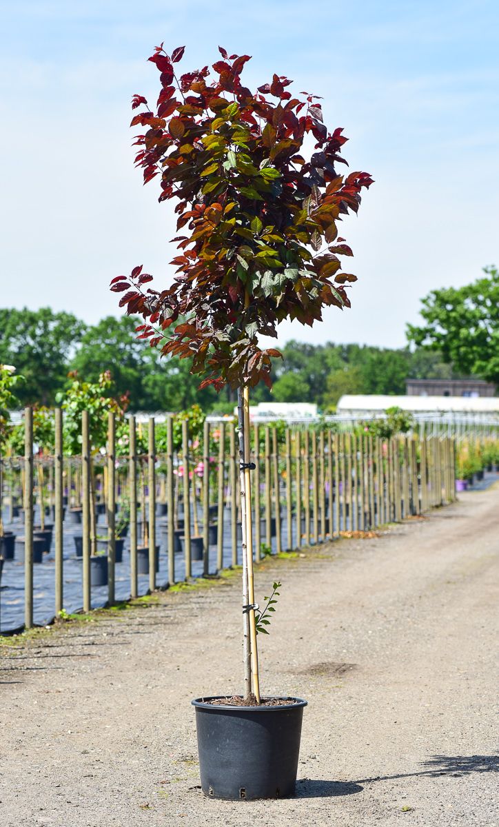 Blutpflaume - Prunus cerasifera Nigra günstig kaufen