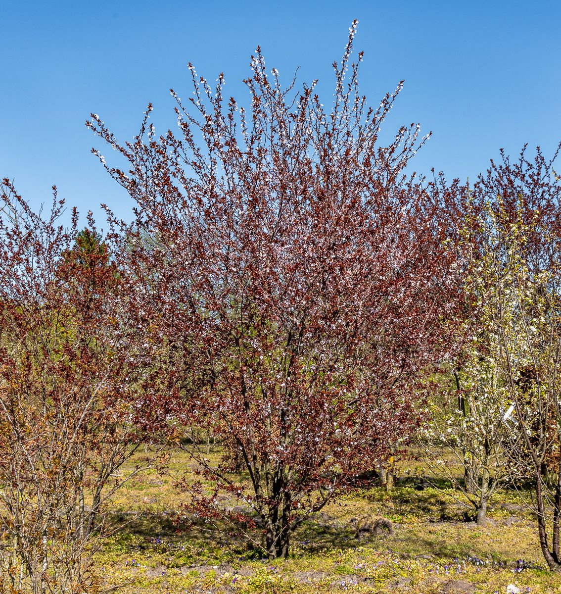 Blutpflaume - Prunus cerasifera Nigra günstig kaufen