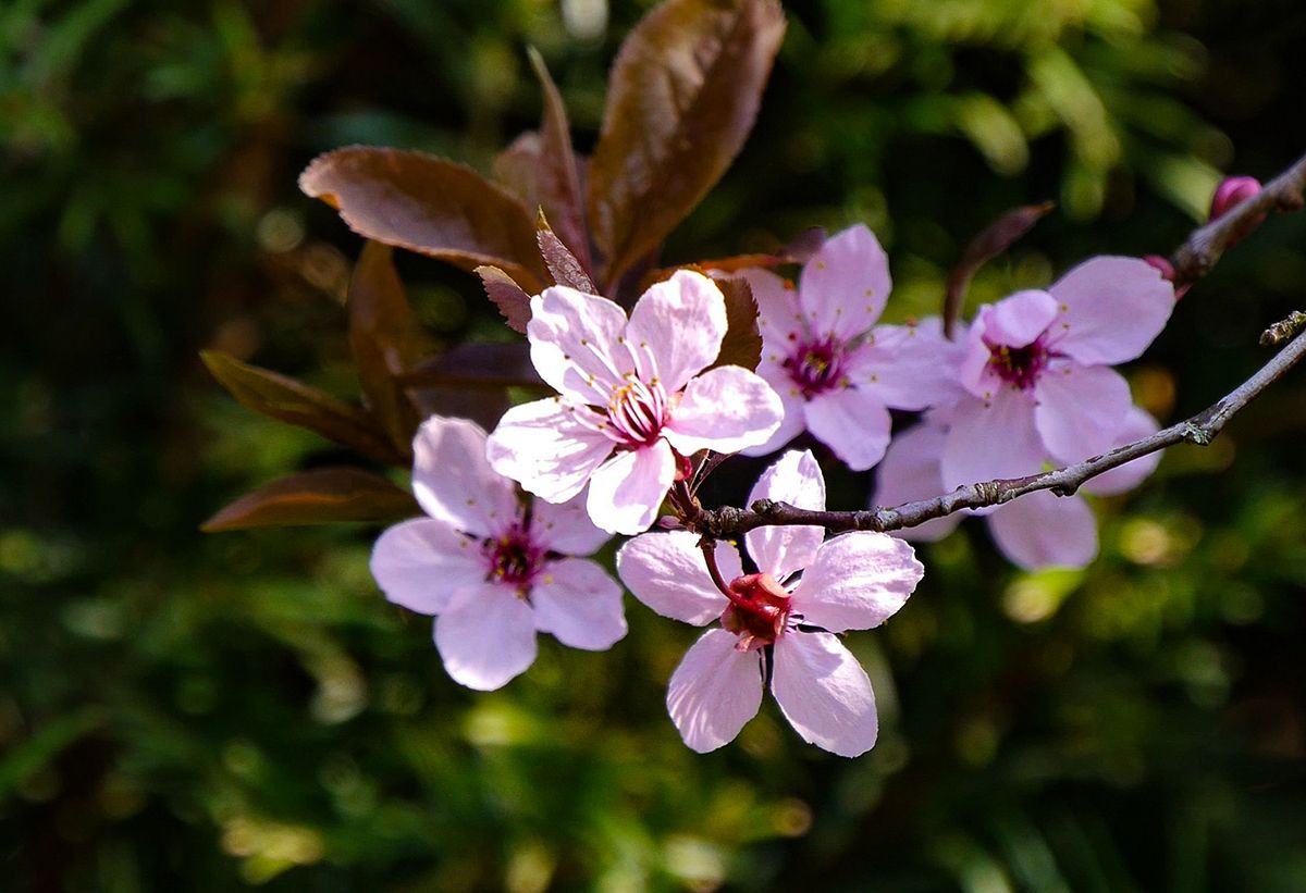 Blutpflaume - Prunus cerasifera Nigra günstig kaufen