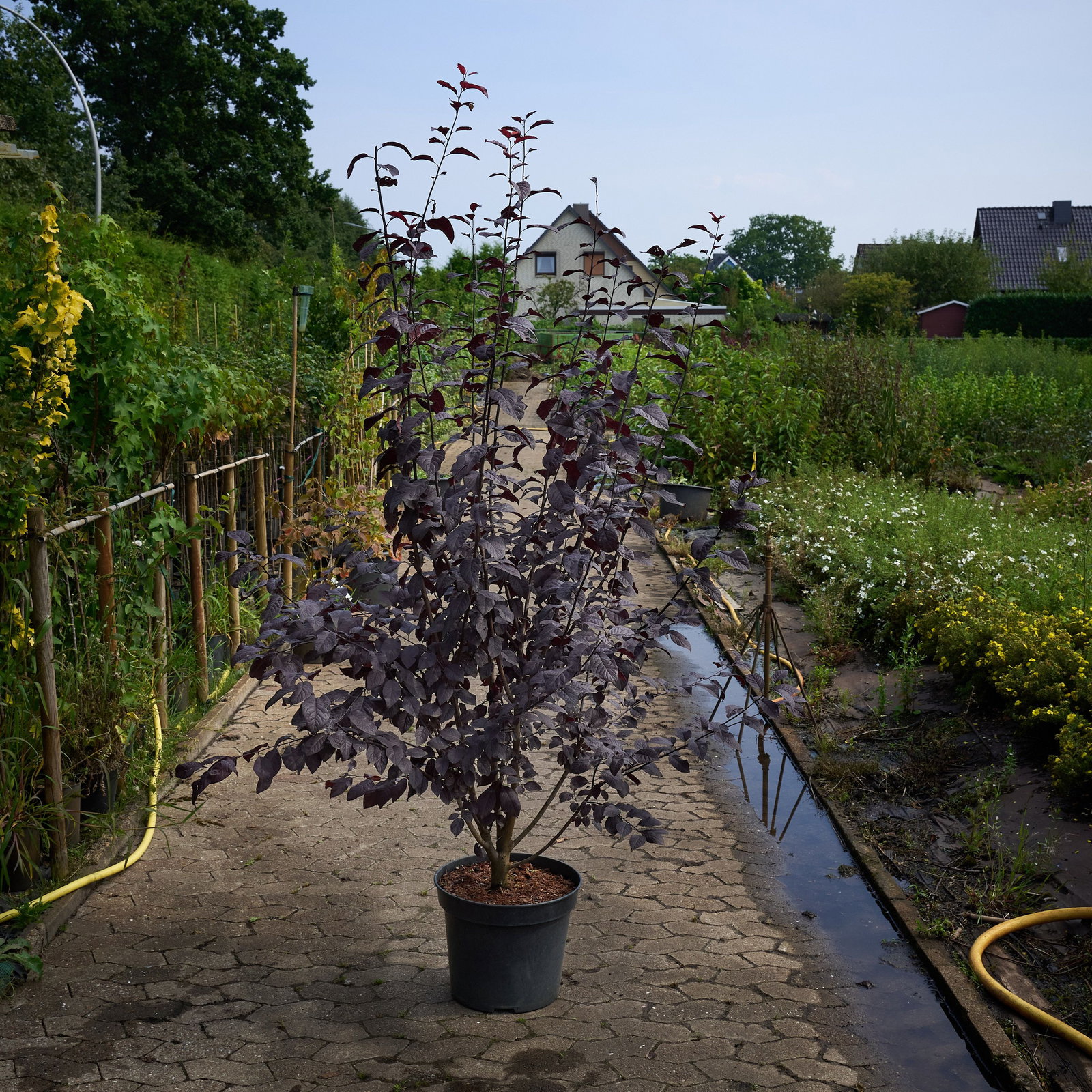 Blutpflaume - Prunus cerasifera Nigra günstig kaufen