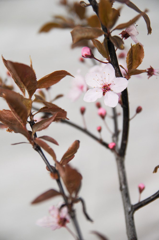 Blutpflaume - Prunus cerasifera Nigra günstig kaufen