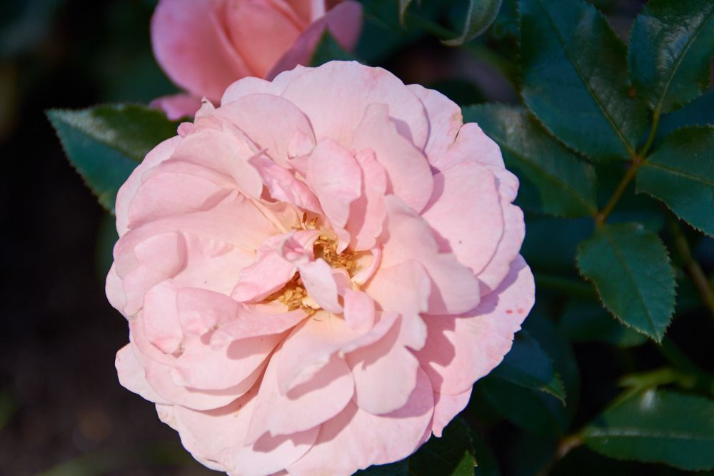 Beetrose Botticelli - Rosa Botticelli günstig kaufen