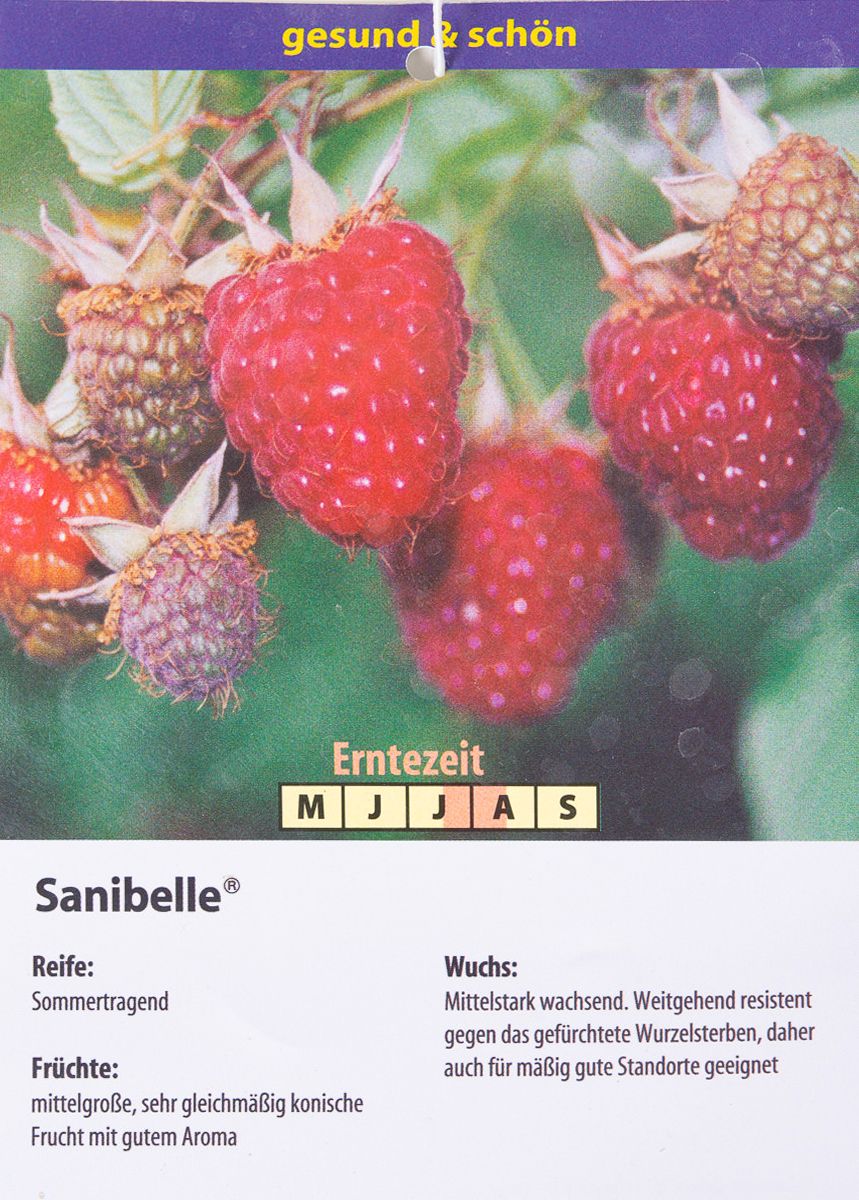 Himbeere Sanibelle - Rubus idaeus Sanibelle günstig kaufen