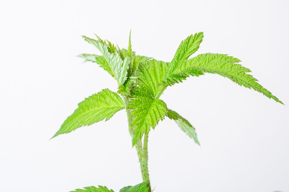 Himbeere Sanibelle - Rubus idaeus Sanibelle günstig kaufen