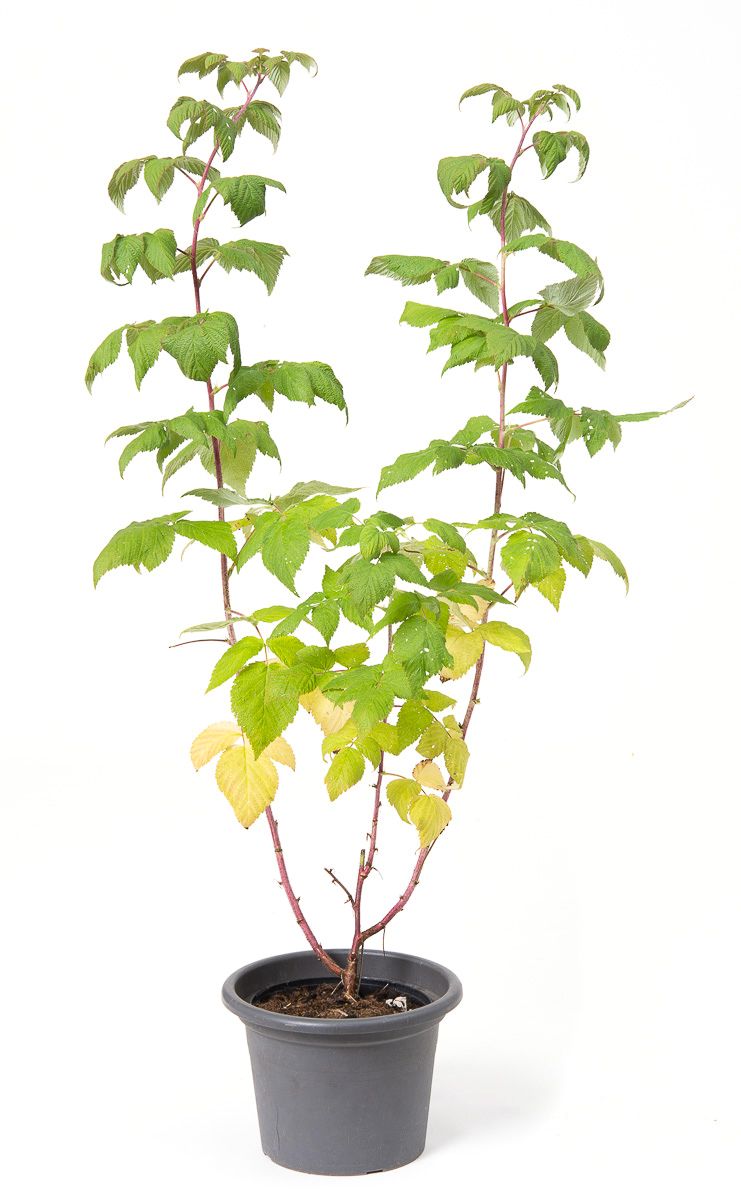 Himbeere Sanibelle - Rubus idaeus Sanibelle günstig kaufen