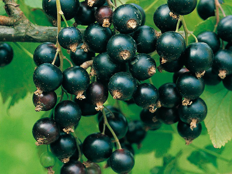 Schwarze Johannisbeere Titania - Ribes nigrum Titania günstig kaufen