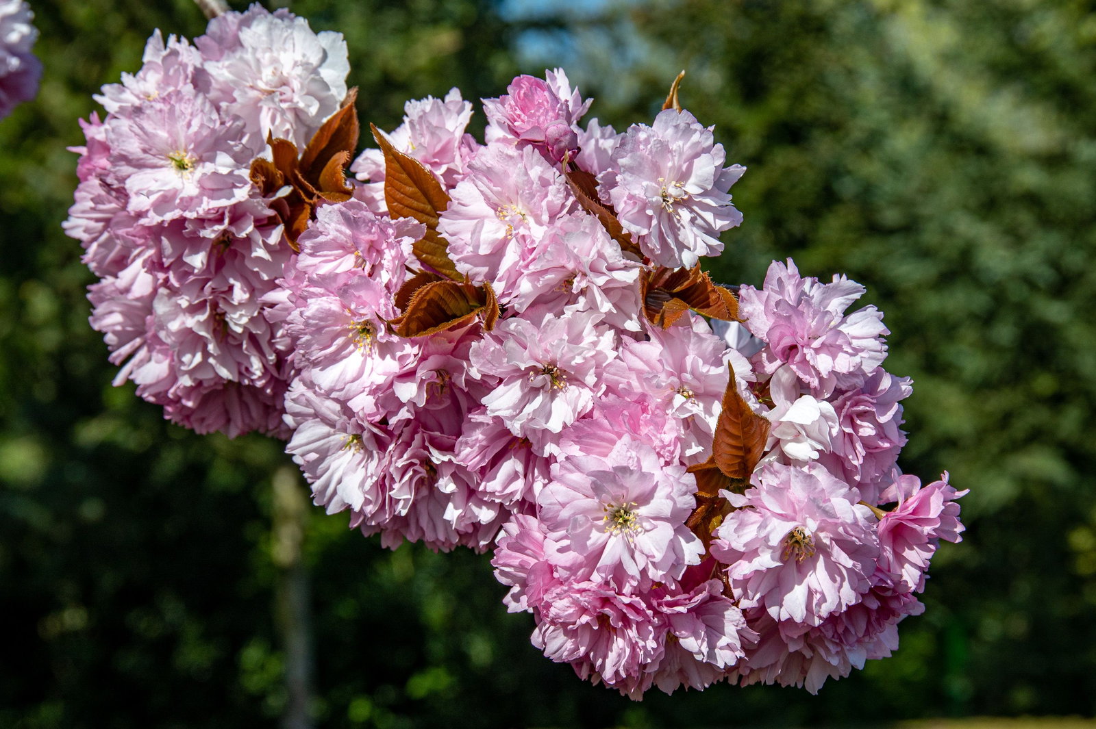 Scharlach-Kirsche, Sämling - Prunus sargentii, Sämling CAC günstig kaufen