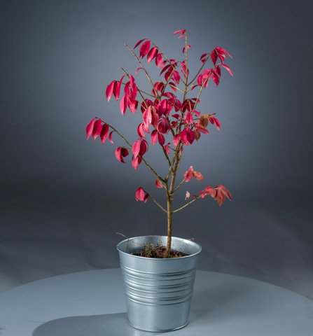 Korkflügelstrauch Fireball - Euonymus alatus Fireball günstig kaufen