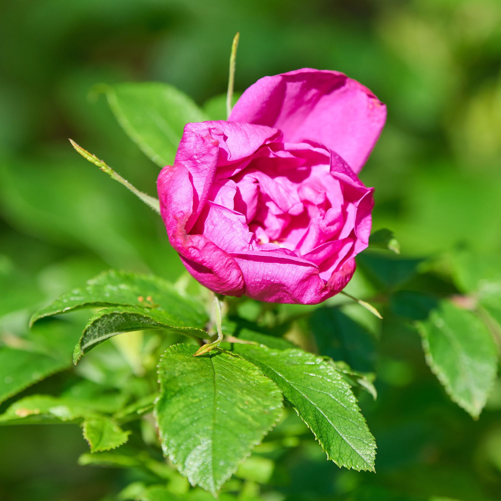 Rose Smart Roadrunner® - Rosa Smart Roadrunner® günstig kaufen