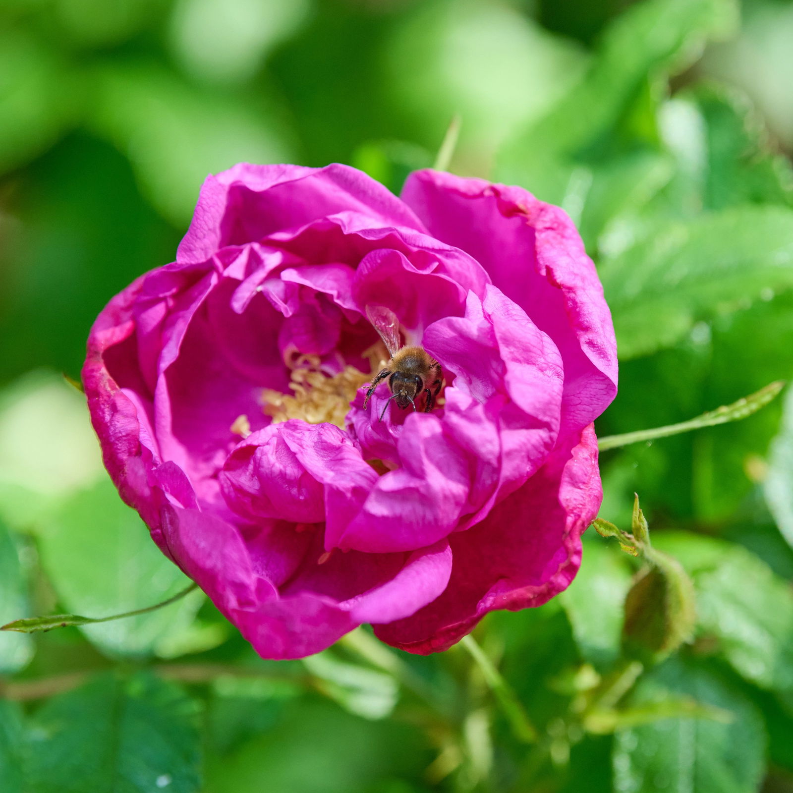 Rose Smart Roadrunner® - Rosa Smart Roadrunner® günstig kaufen