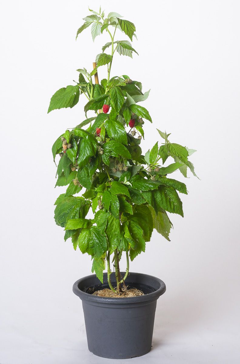 Himbeere Polka® - Rubus idaeus Polka günstig kaufen