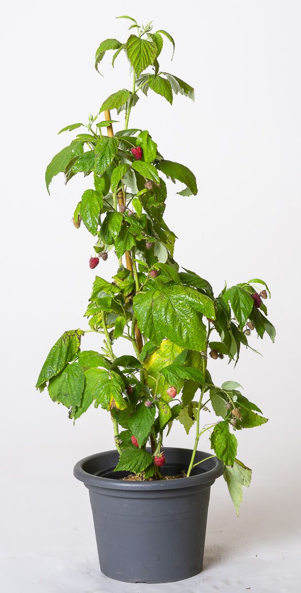 Himbeere Polka® - Rubus idaeus Polka günstig kaufen