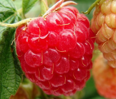 Himbeere Polka® - Rubus idaeus Polka günstig kaufen