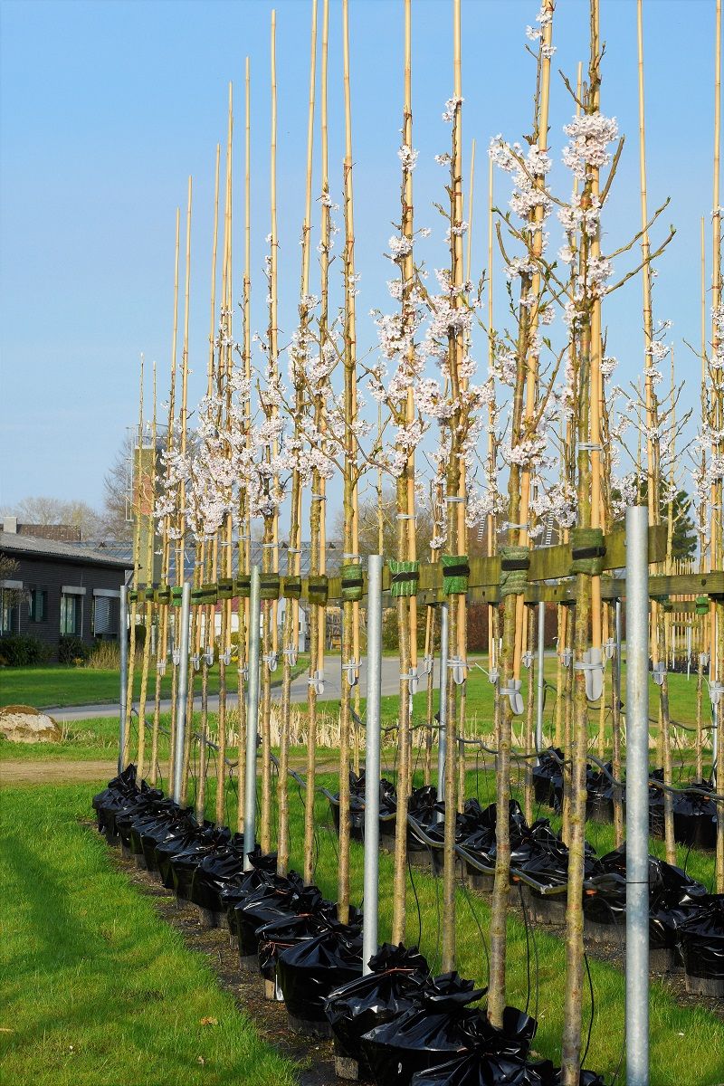 Tokio Kirsche - Prunus x yedoensis Somei-yoshino günstig kaufen