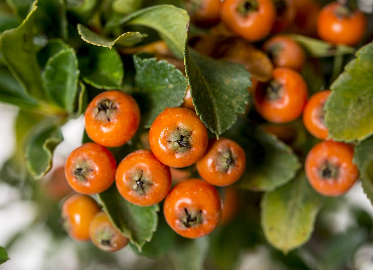 Feuerdorn Red Column - Pyracantha Red Column günstig kaufen