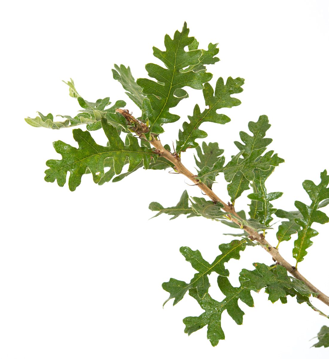 Persische Eiche - Quercus macranthera günstig kaufen