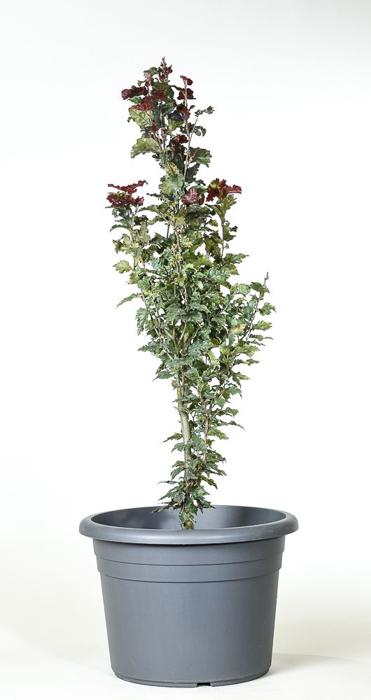 Rotbuche Rohan Obelisk - Fagus sylvatica Rohan Obelisk günstig kaufen
