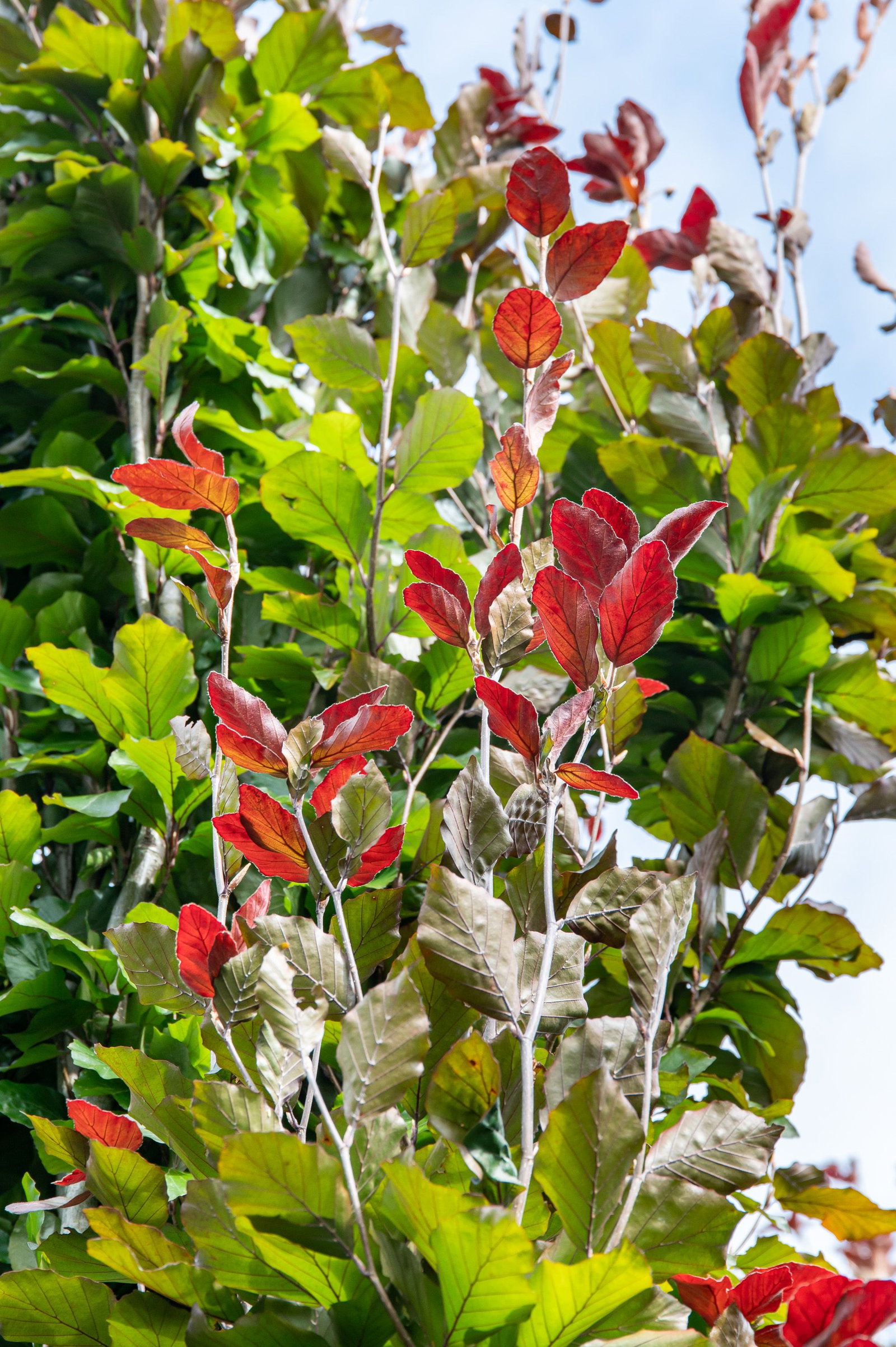 Rotbuche Rohan Obelisk - Fagus sylvatica Rohan Obelisk günstig kaufen