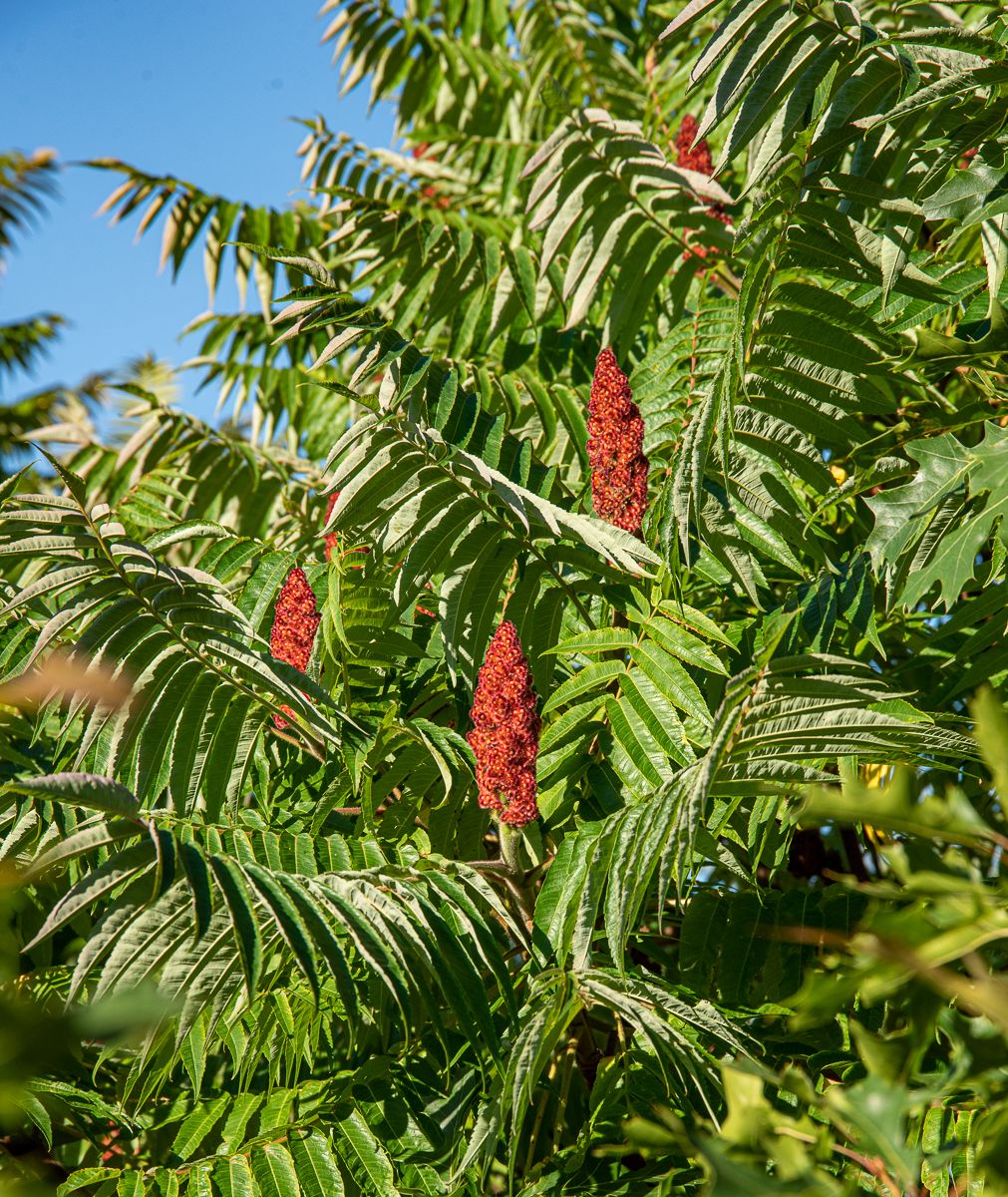 Rhus typhina Golden Selection - Rhus typhina Golden Selection günstig ...