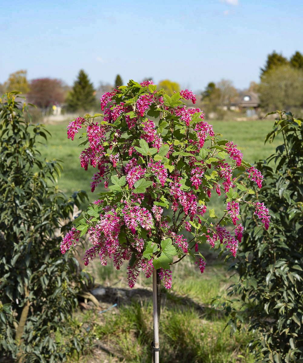 Schwarze Johannisbeere Titania - Ribes nigrum Titania günstig kaufen