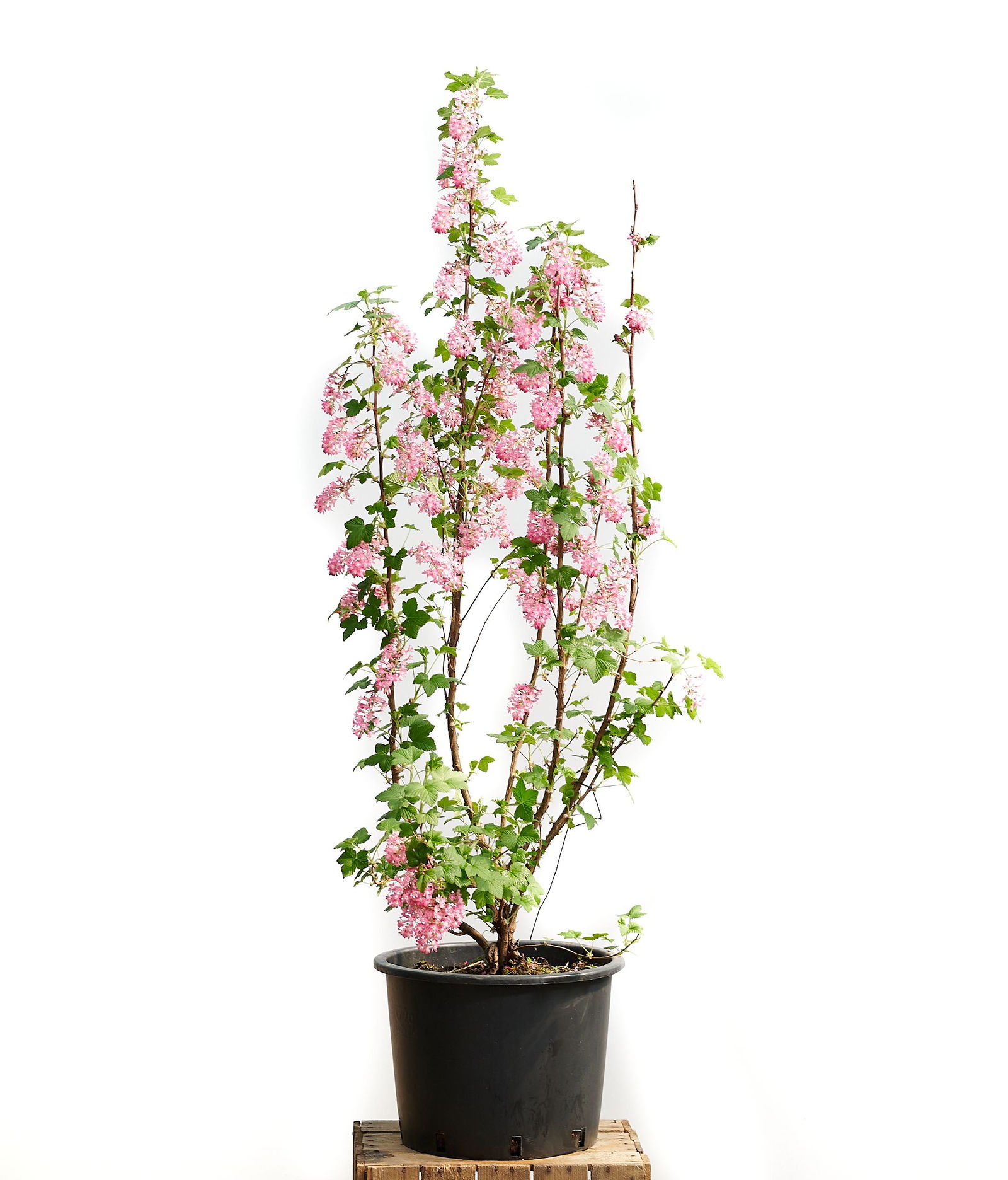 Zierjohannisbeere Pulborough Scarlet - Ribes sanguineum Pulborough ...