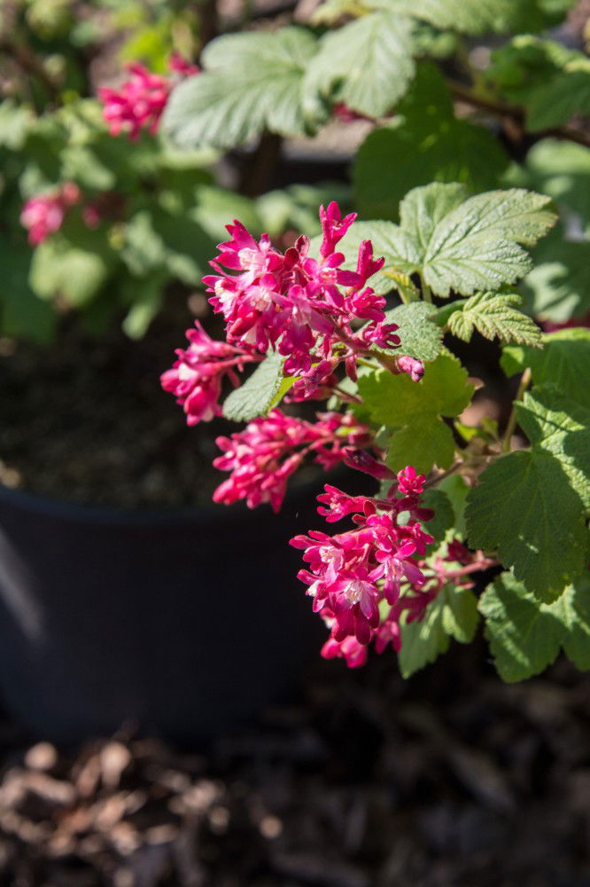Zierjohannisbeere Pulborough Scarlet - Ribes sanguineum Pulborough ...