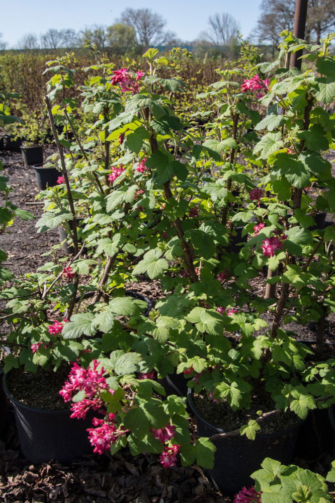 Zierjohannisbeere Pulborough Scarlet - Ribes sanguineum Pulborough ...