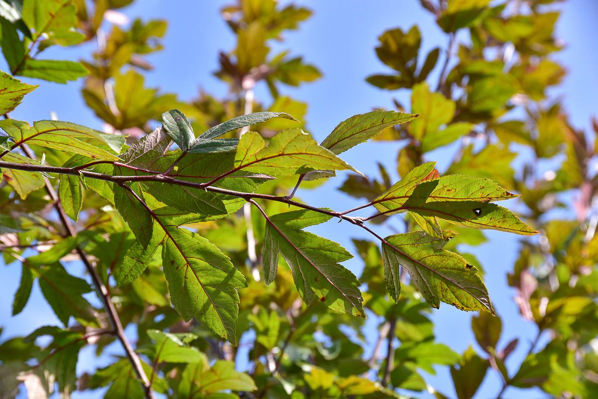 Amberbaum Thea - Liquidambar styraciflua Thea günstig kaufen