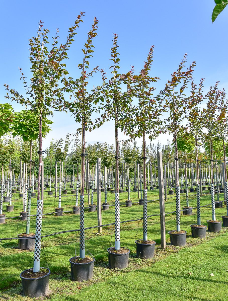 Amberbaum Thea - Liquidambar styraciflua Thea günstig kaufen