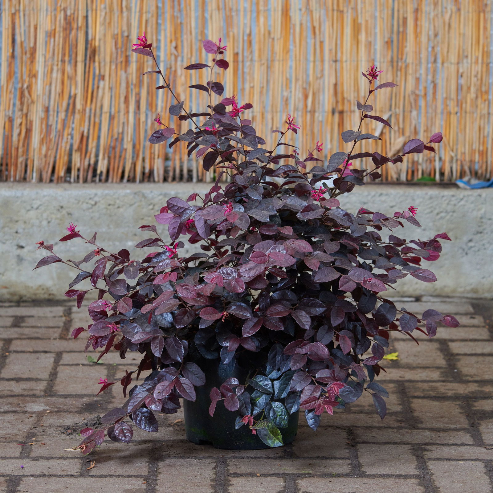 Riemenblüte Fire Dance - Loropetalum chinensis Fire Dance günstig kaufen