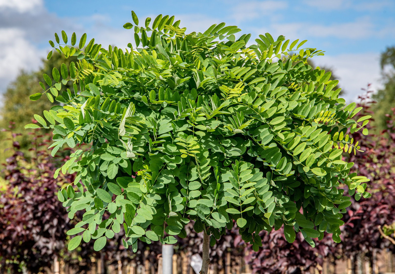 Borstenrobinie - Robinia hispida Macrophylla günstig kaufen