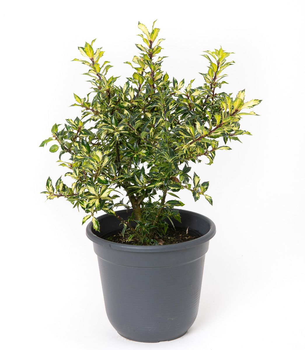 Stechpalme White Cream - Ilex aquifolium White Cream günstig kaufen