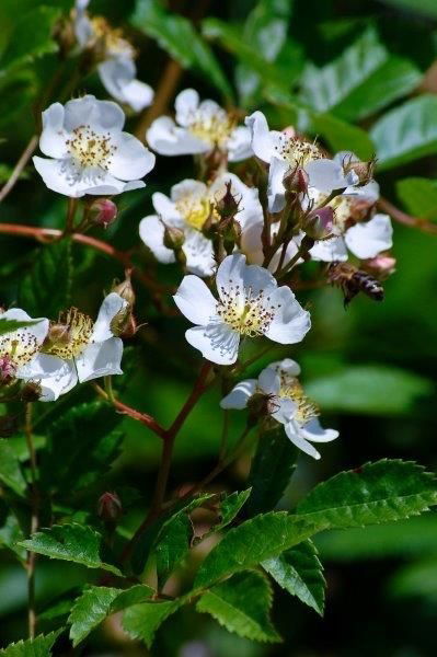 Rispen-Rose - Rosa multiflora - Wildrose günstig kaufen