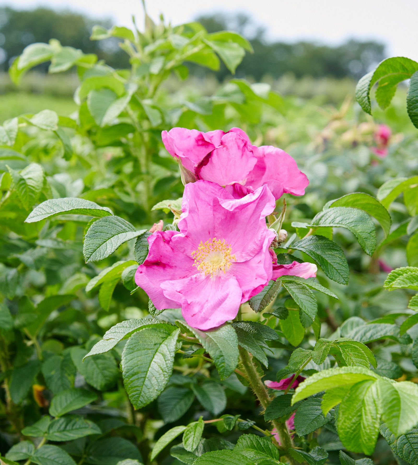 Apfel-Rose - Rosa rugosa günstig kaufen