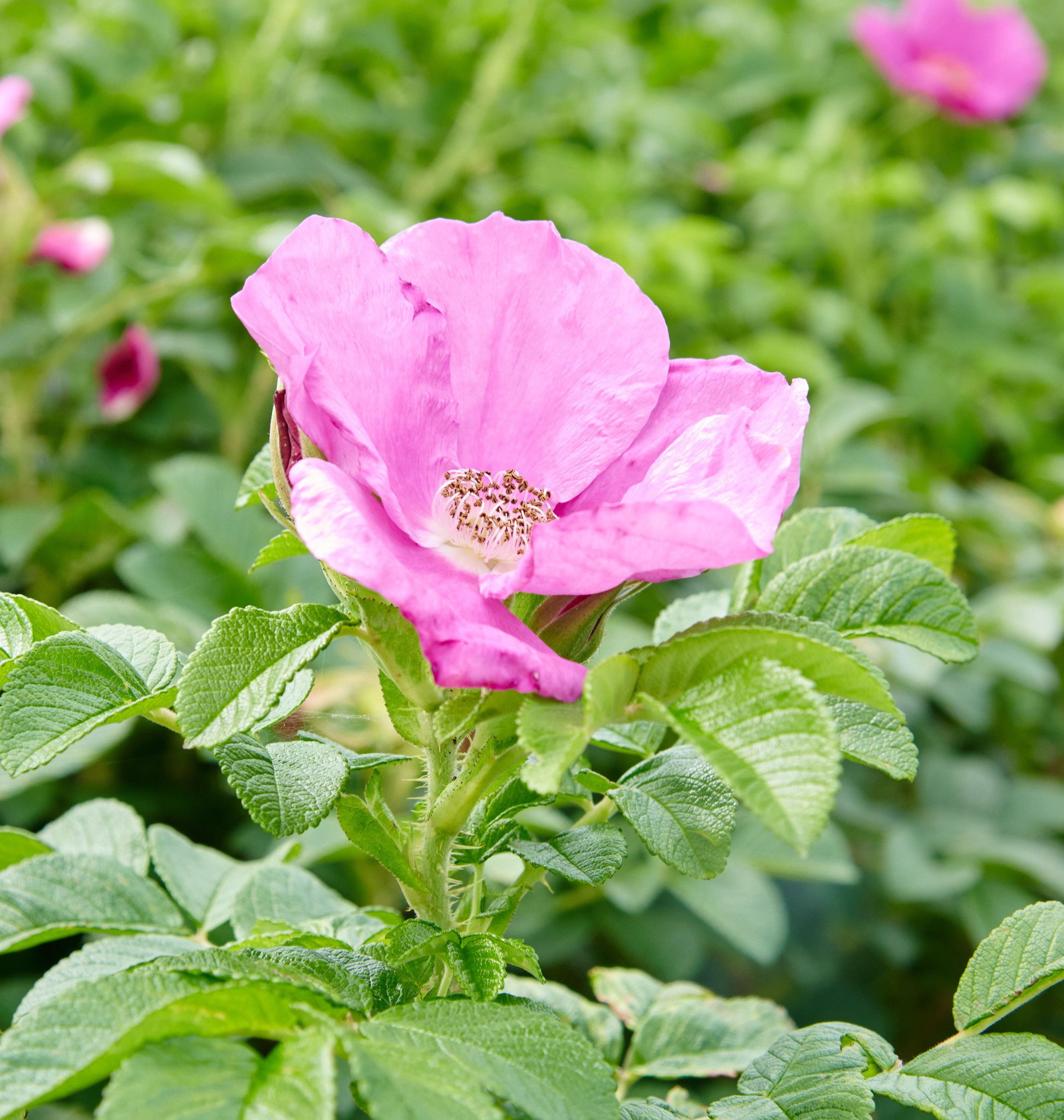 Apfel-Rose - Rosa rugosa günstig kaufen
