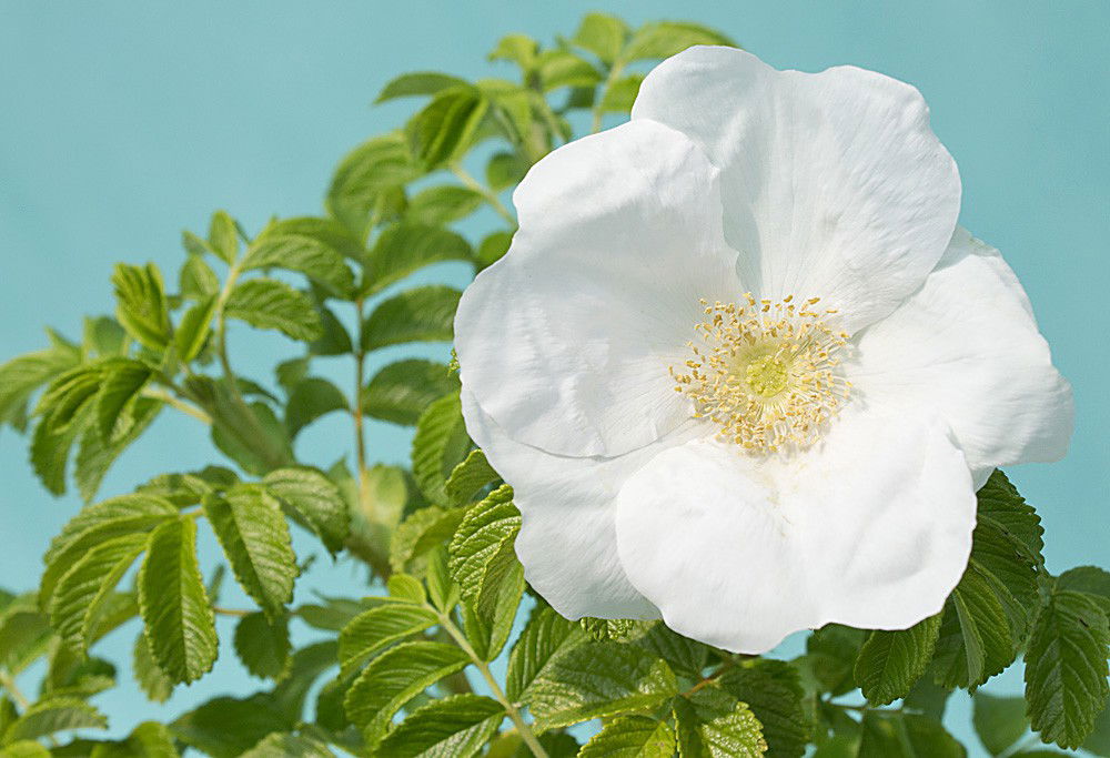 Apfel-Rose Alba - Rosa rugosa Alba günstig kaufen