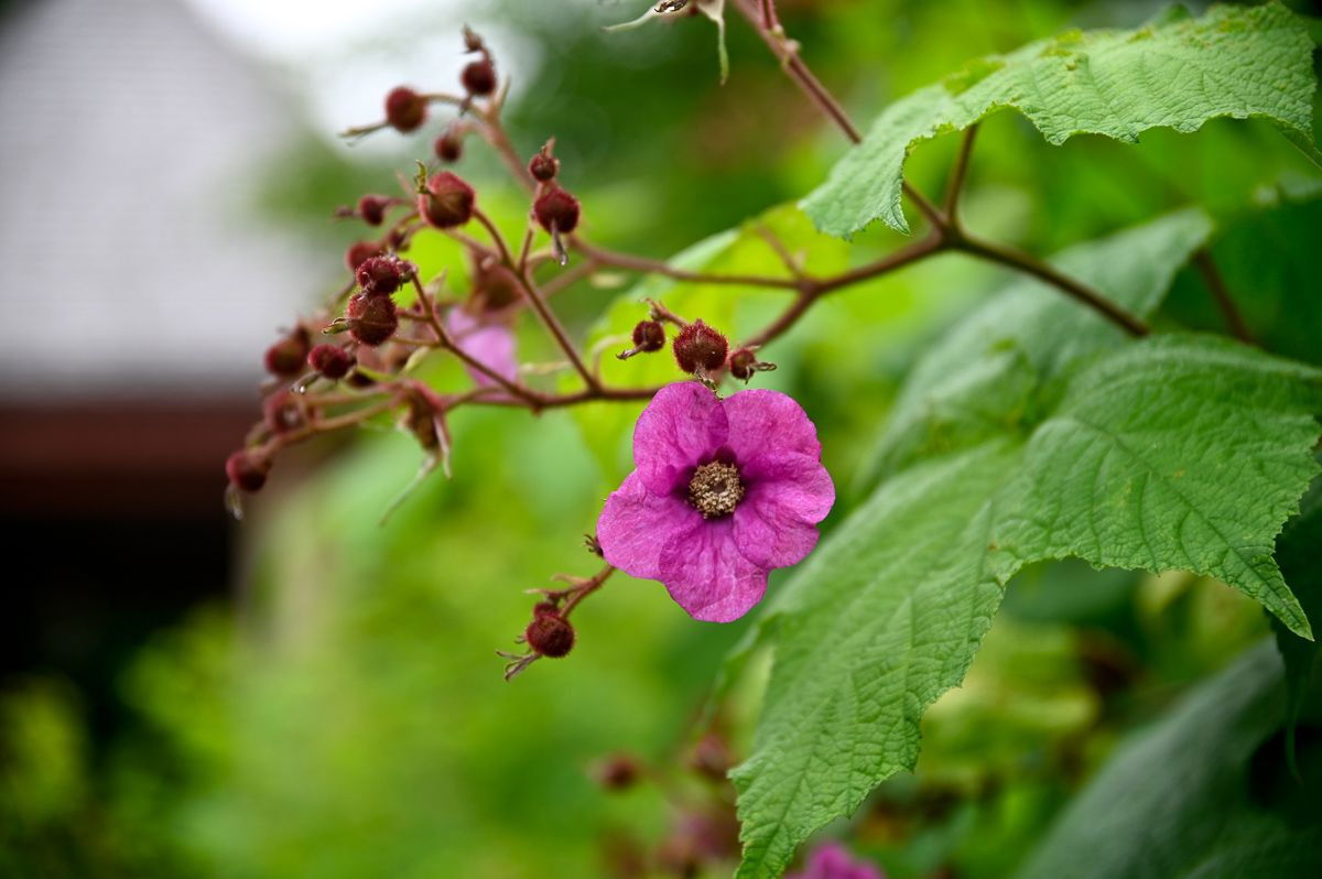 Himbeere Meeker - Rubus idaeus Meeker günstig kaufen