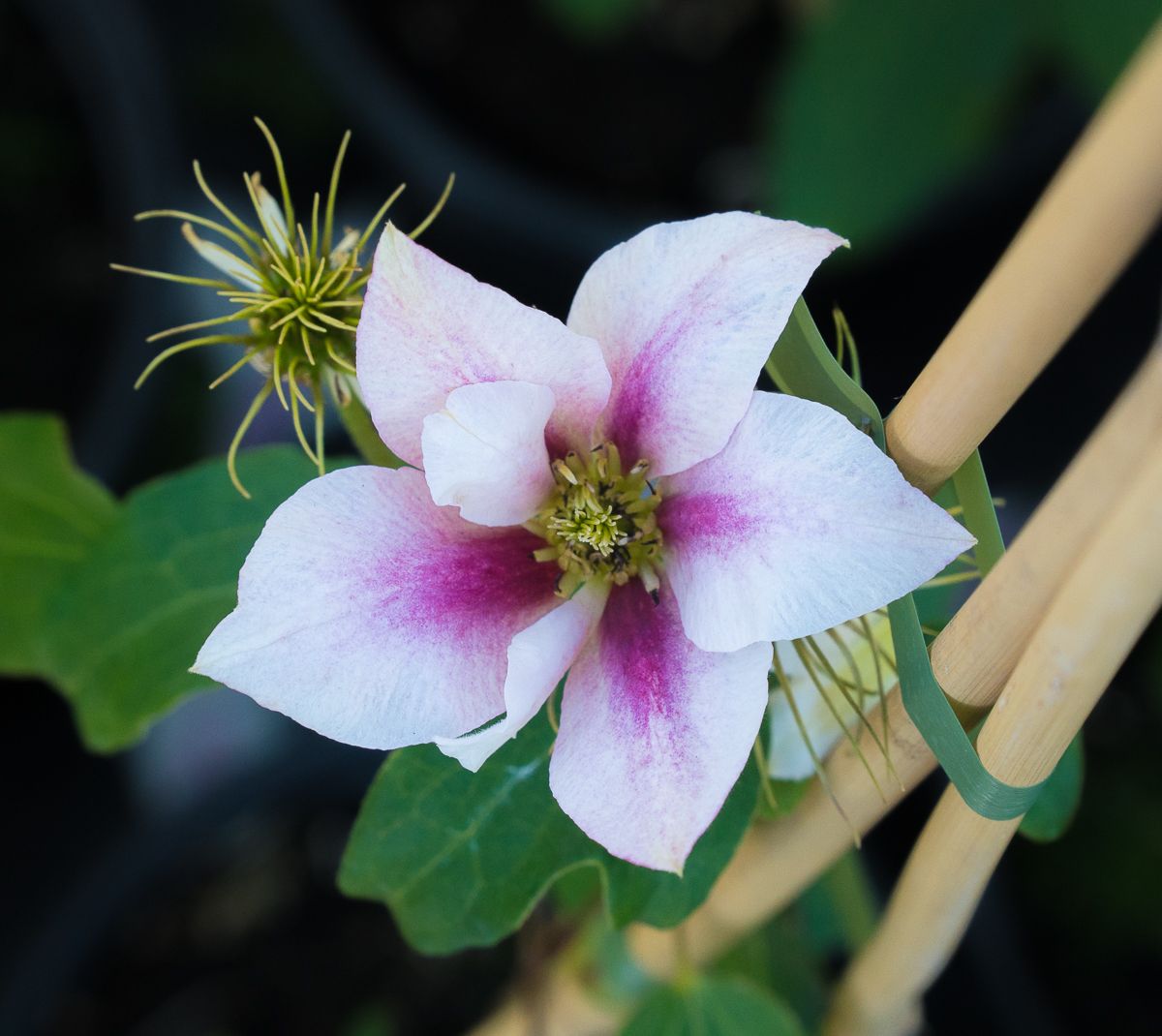 Waldrebe Andromeda - Clematis Andromeda günstig kaufen
