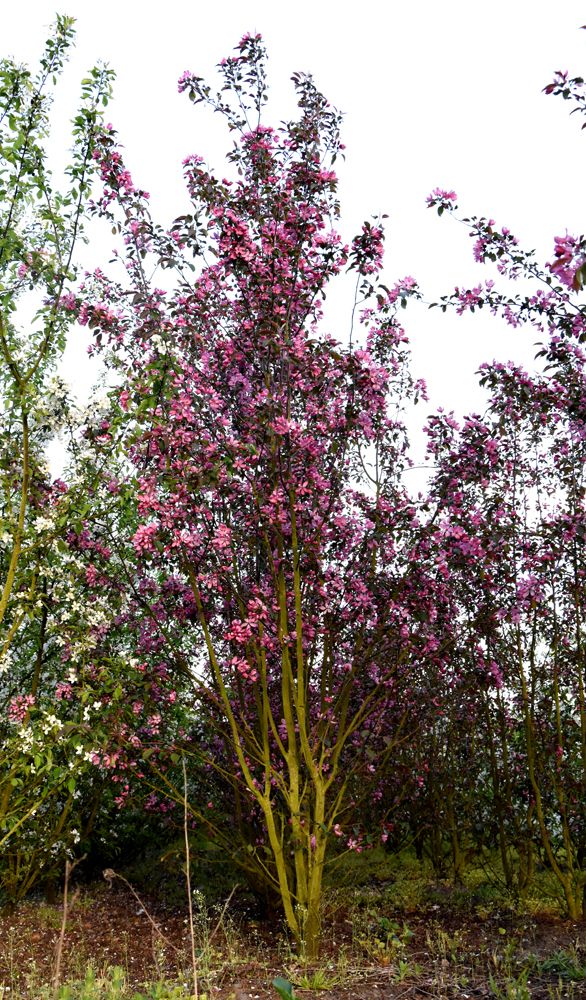 Zierapfel Mokum - Malus Mokum günstig kaufen