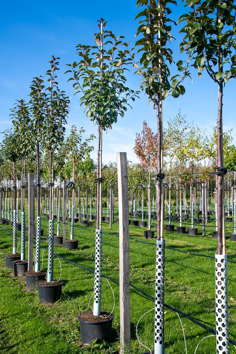 Zierapfel Mokum - Malus Mokum günstig kaufen