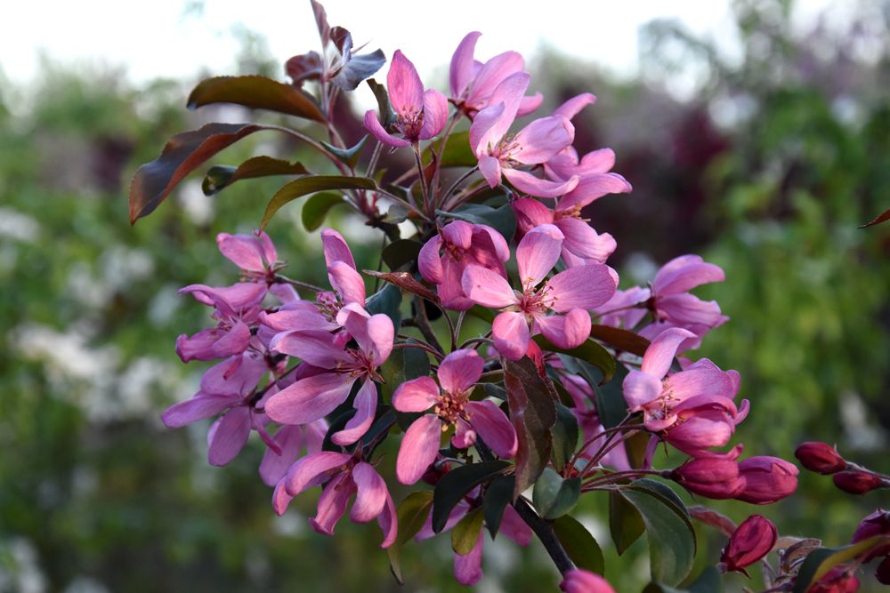 Zierapfel Mokum - Malus Mokum günstig kaufen