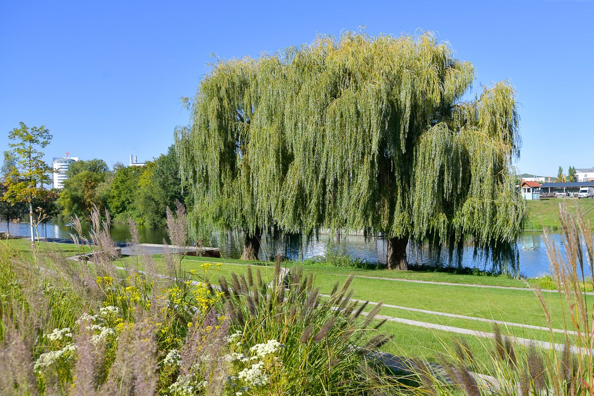 Silberweide - Salix alba günstig kaufen