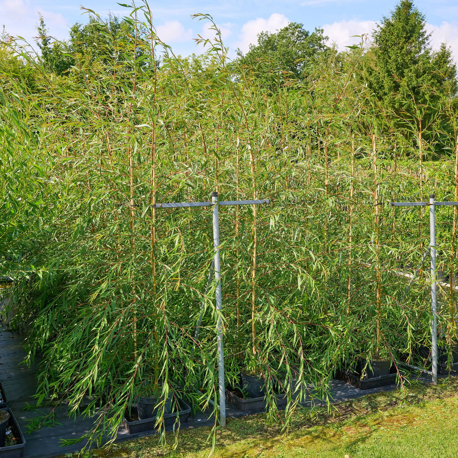 Trauerweide - Salix alba Tristis günstig kaufen