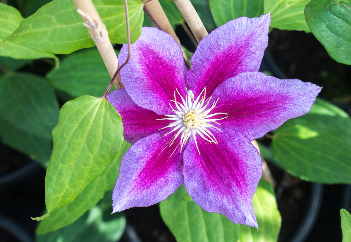 Waldrebe Hania - Clematis Hania günstig kaufen