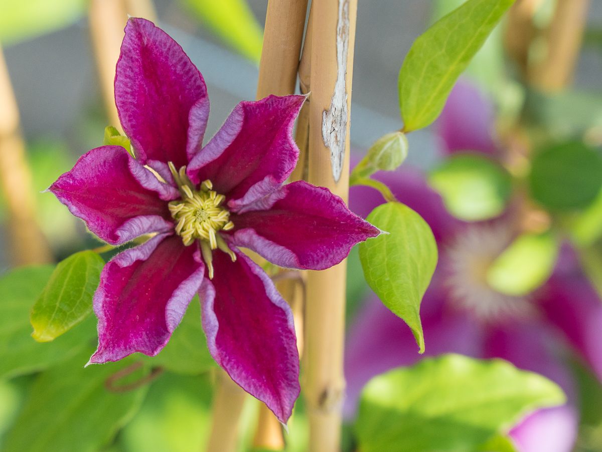 Waldrebe Hania - Clematis Hania günstig kaufen